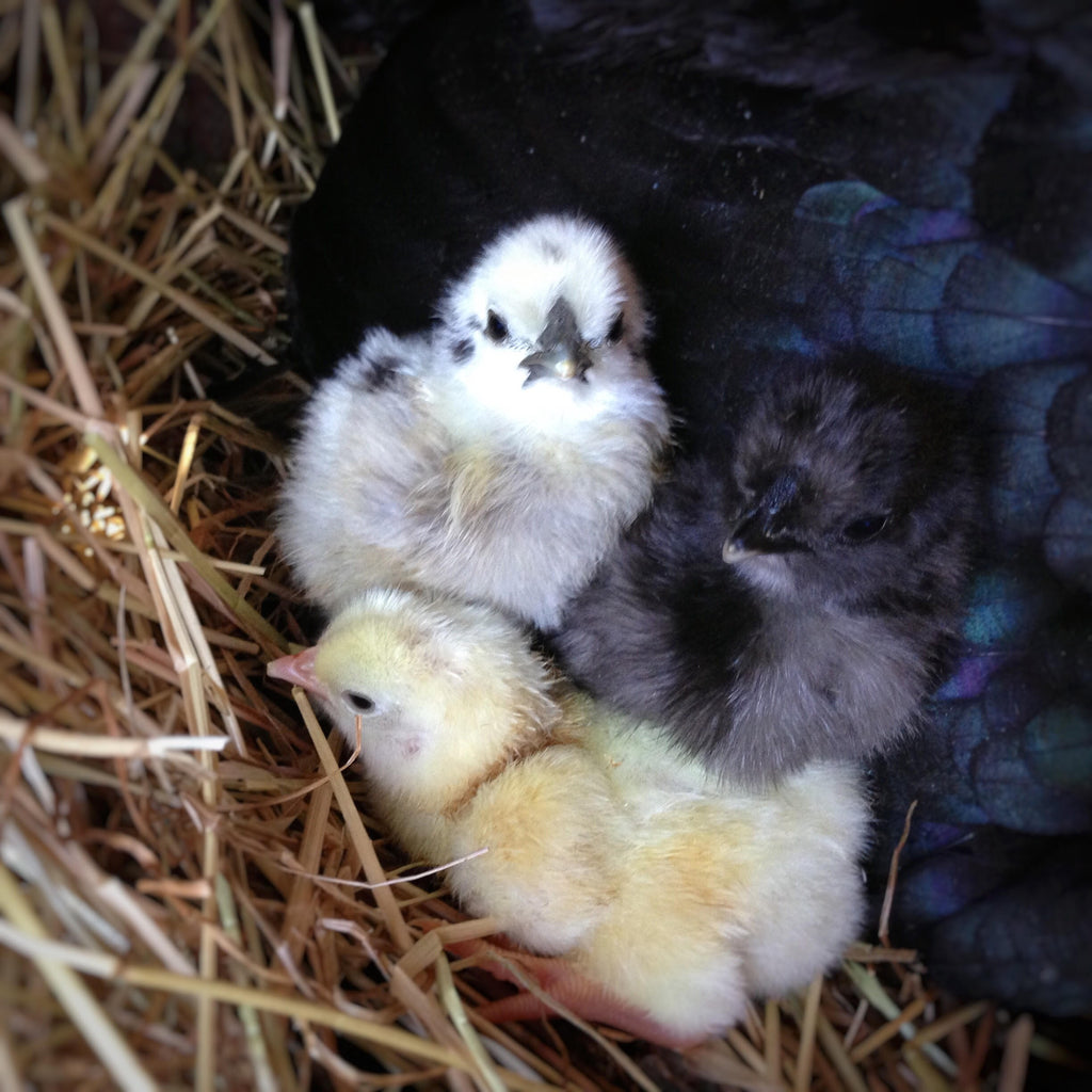 Chicken Dictionary: Common Chicken Terms — Chicken Coach